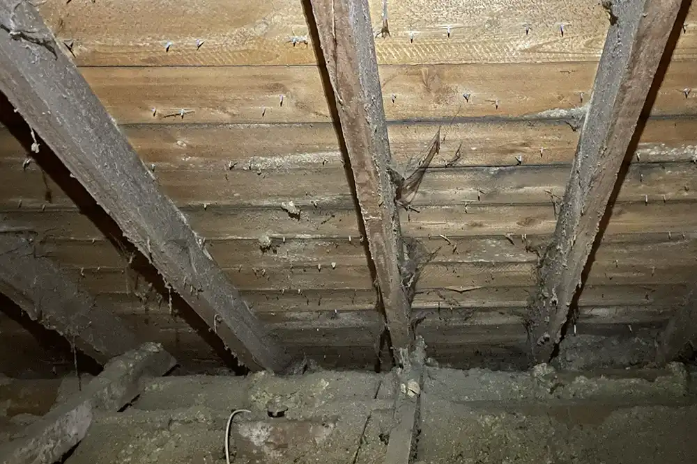 Internal Roof Inspection Edinburgh | #1 Solve attic mold and damp problems